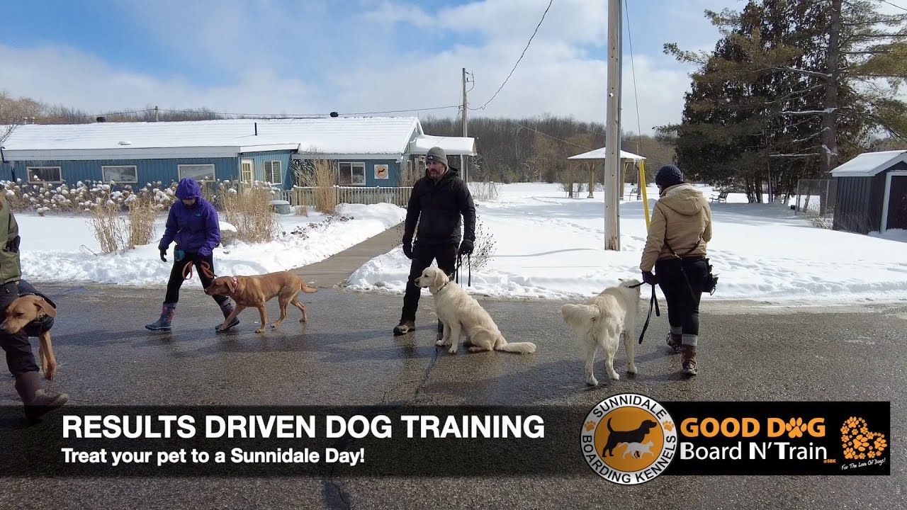 Ollie 21-Day GOOD DOG Board N' Train Program At Sunnidale Boarding ...