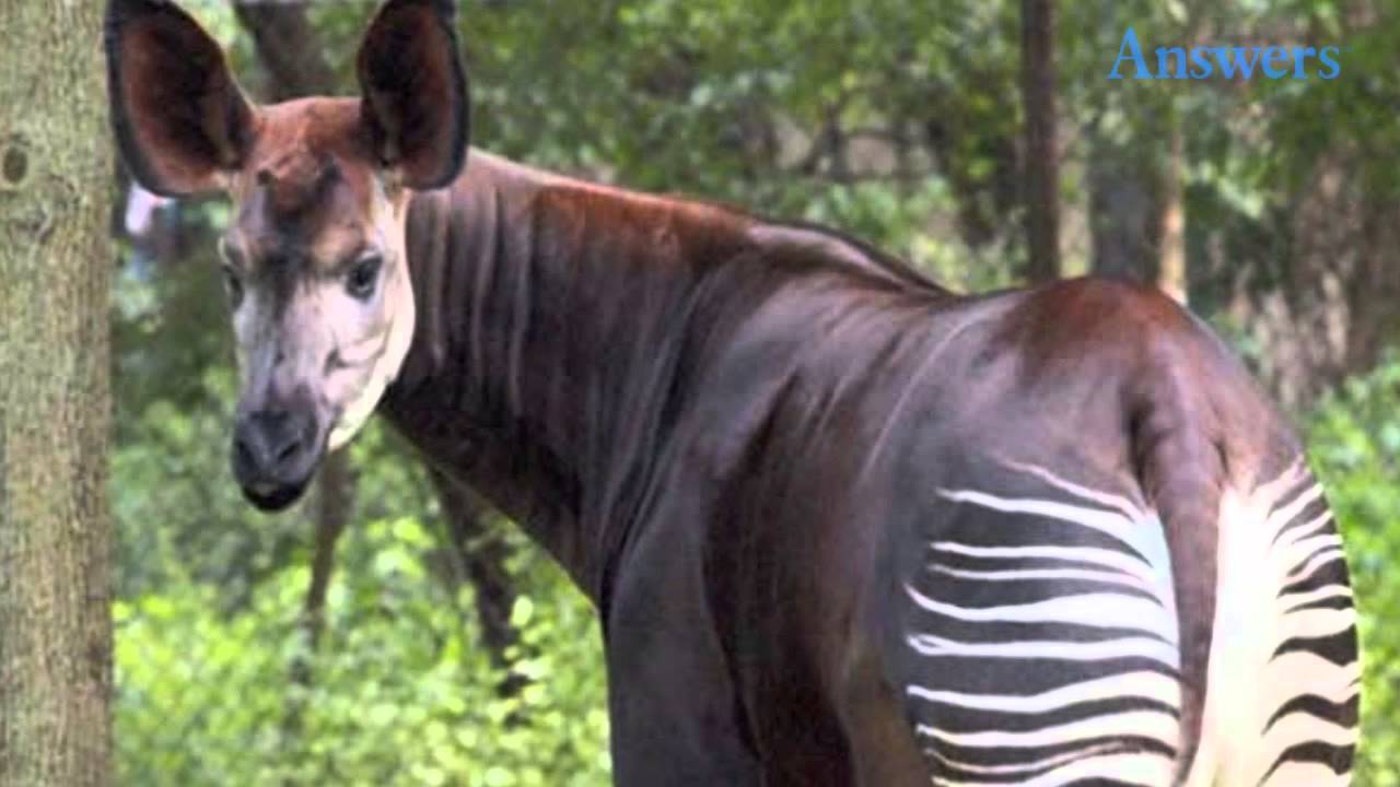 Real Mythical Creatures