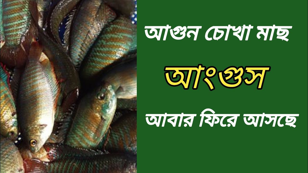 আগুন চোখা মাছ আংগুস আবার ফিরে আসছে | Angus Fish | River Fish | Extinct ...