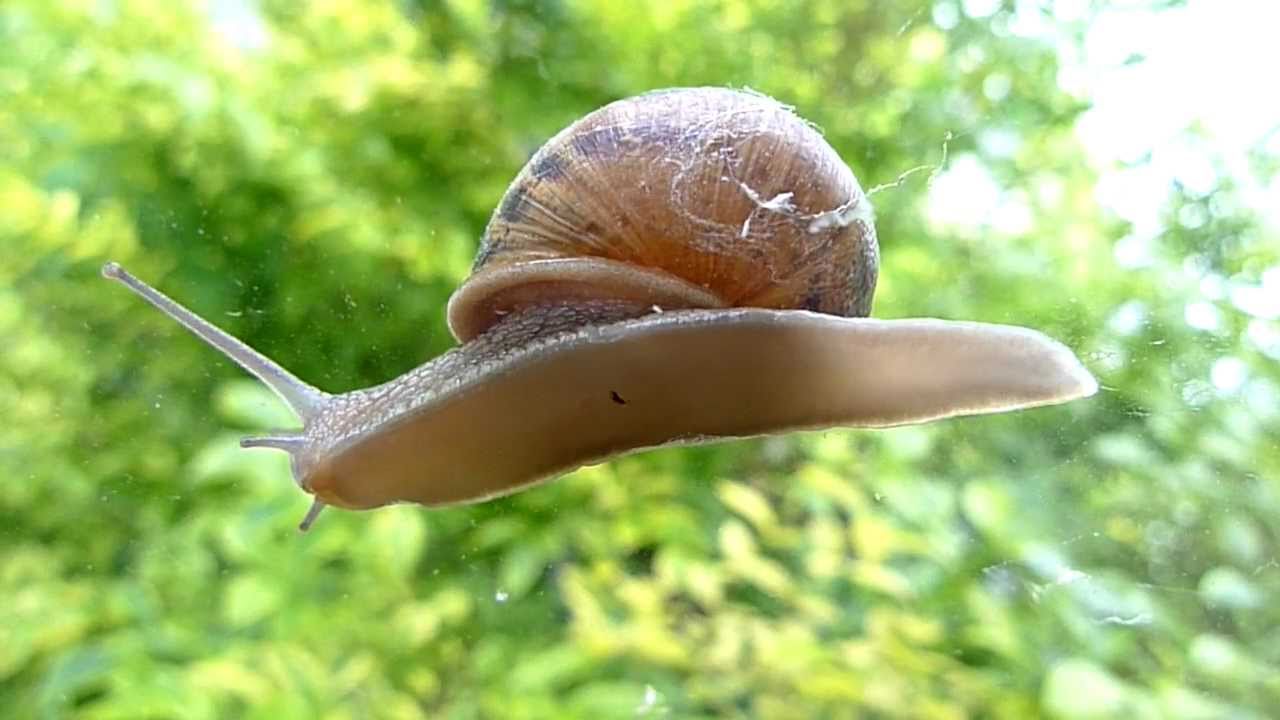 Snail on the move - with twisting shell - YouTube