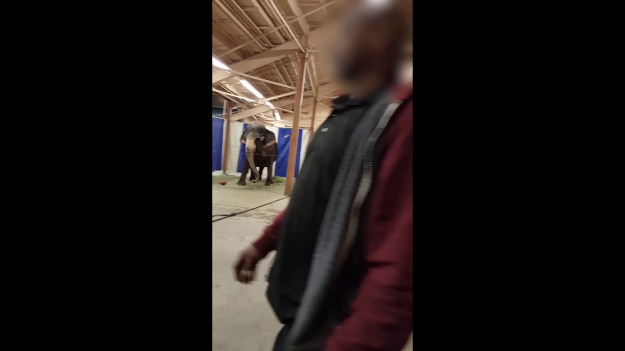 Shrine Circus: Elephants Backstage in Albuquerque NM 2-11-2017 - YouTube
