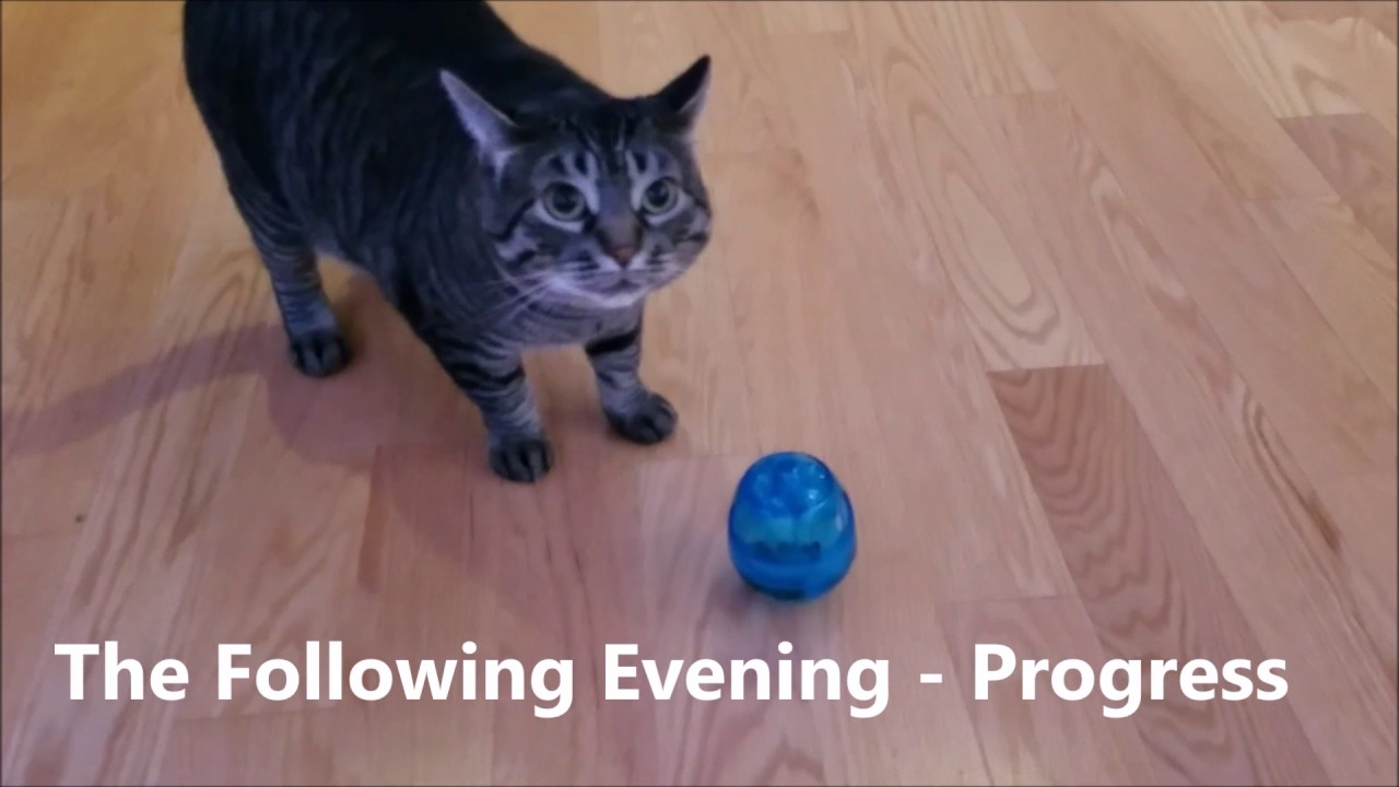 Feline Observational Video - Tacy Cat With Her Treat Dispensing Toy ...