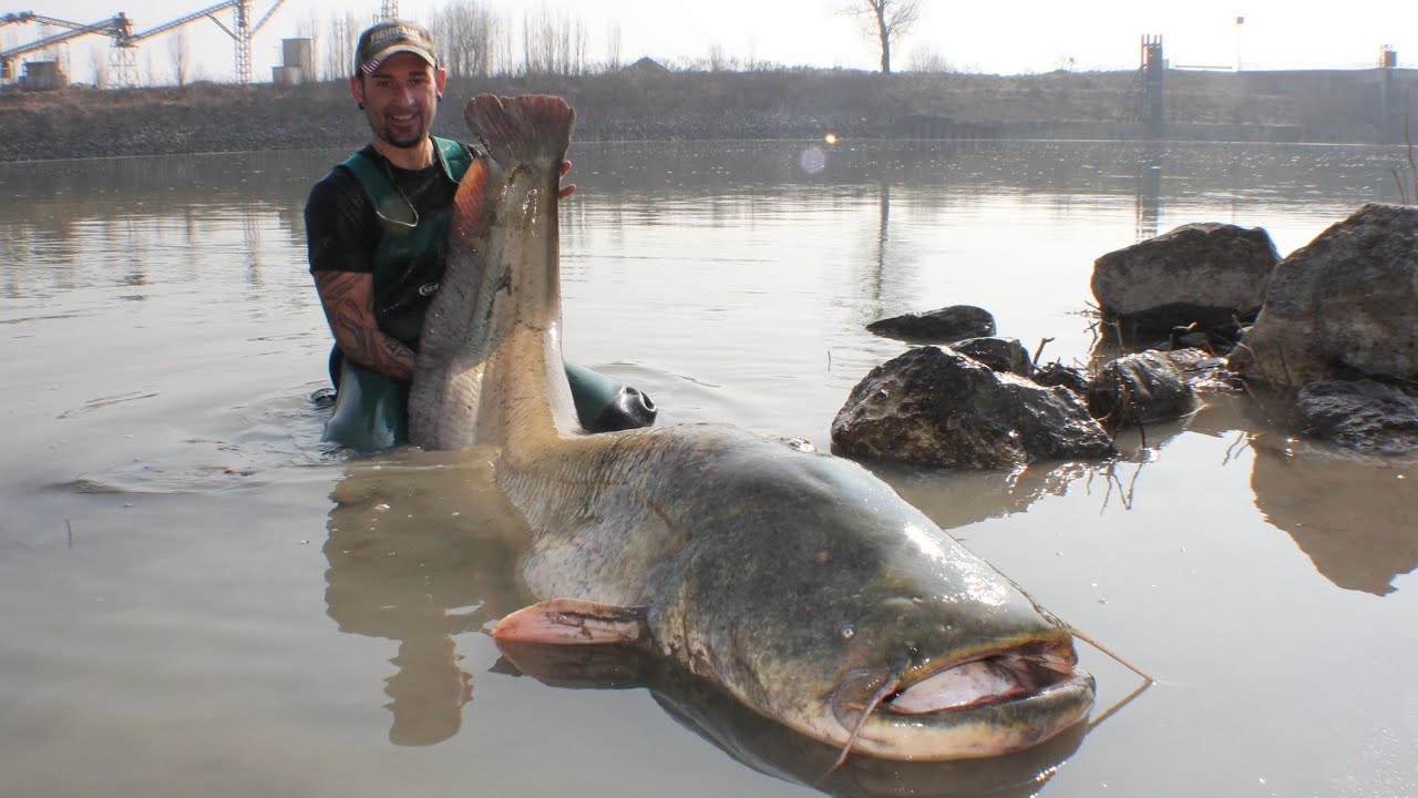 CATFISH BIG MONSTER OVER 230 POUND AND 8.5 FEET by CATFISH WORLD - YouTube
