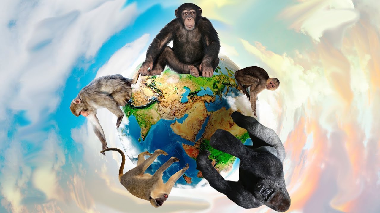 MONKEY of the WORLD / for KIDS - YouTube