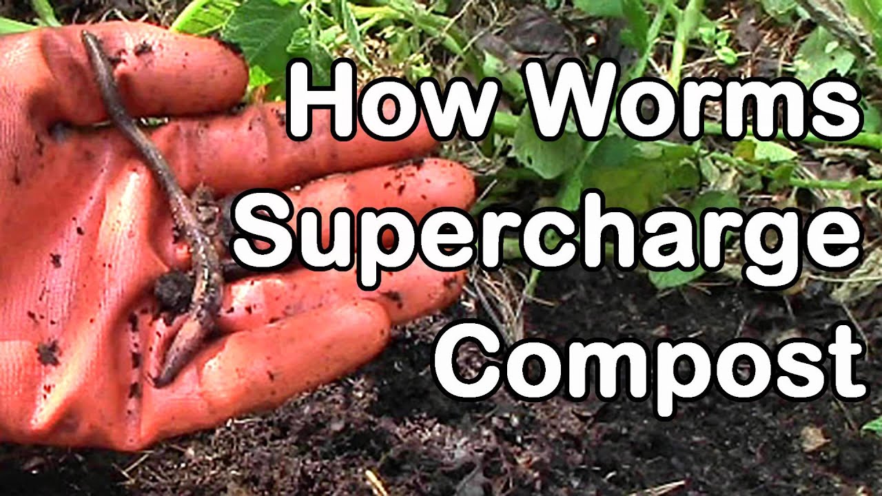 How Worms Supercharge Compost for Healthier Plants and Greater Yields ...