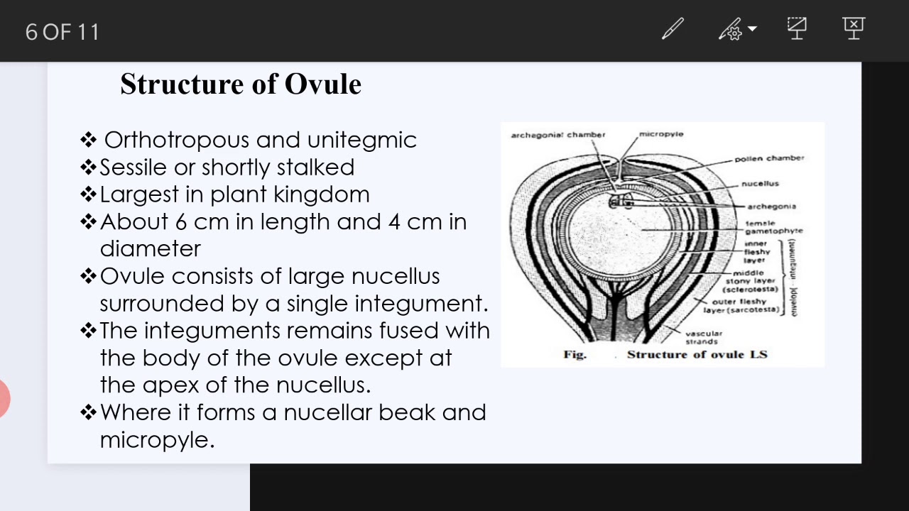Cycas- Reproduction Megasporophyll (B.Sc. Part-II) - YouTube