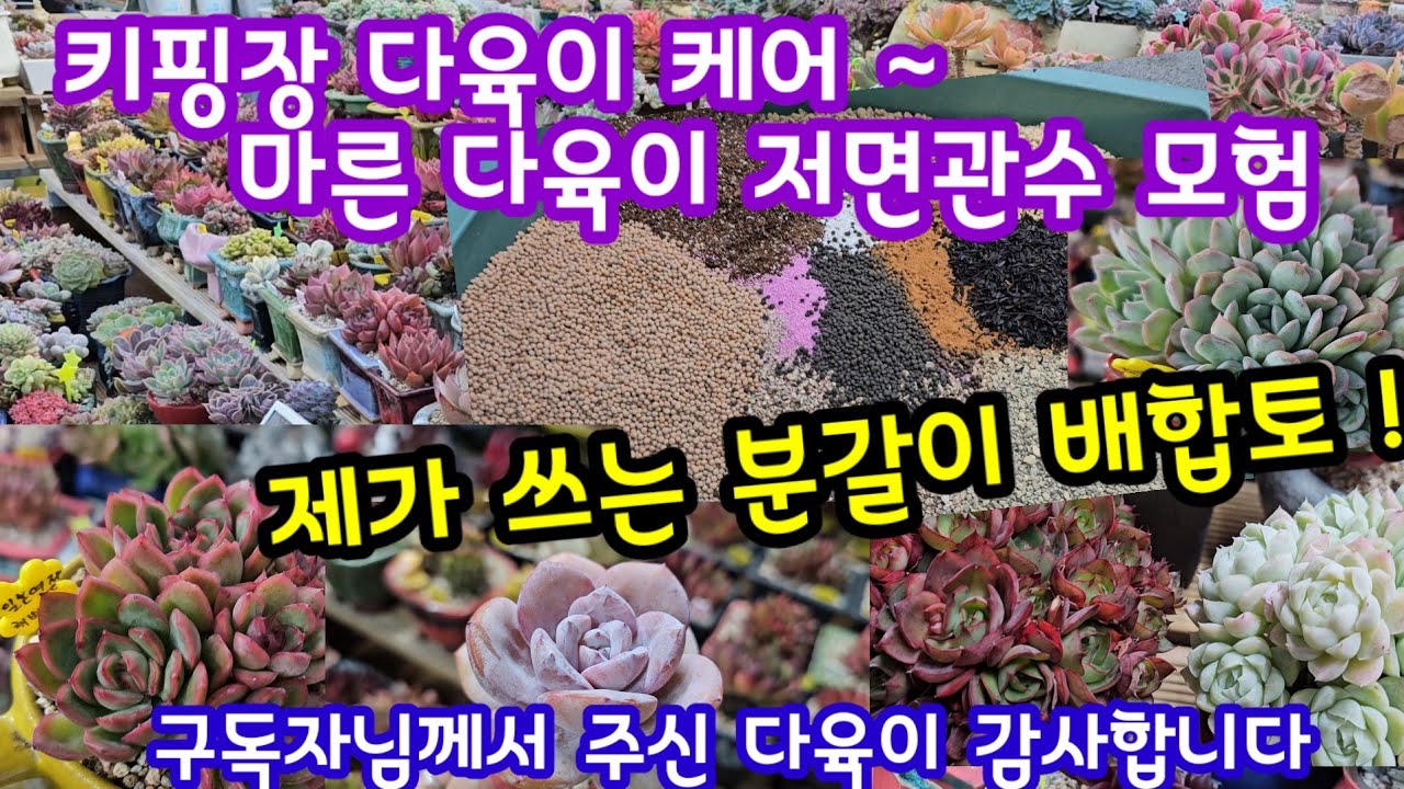 내가 쓰는 분갈이 배합토🌸 키핑장 다육이 이모저모 물반응 못하는 다육이 모험을 해봐요~🌼구독자님께서 주신 다육이 감사합니다