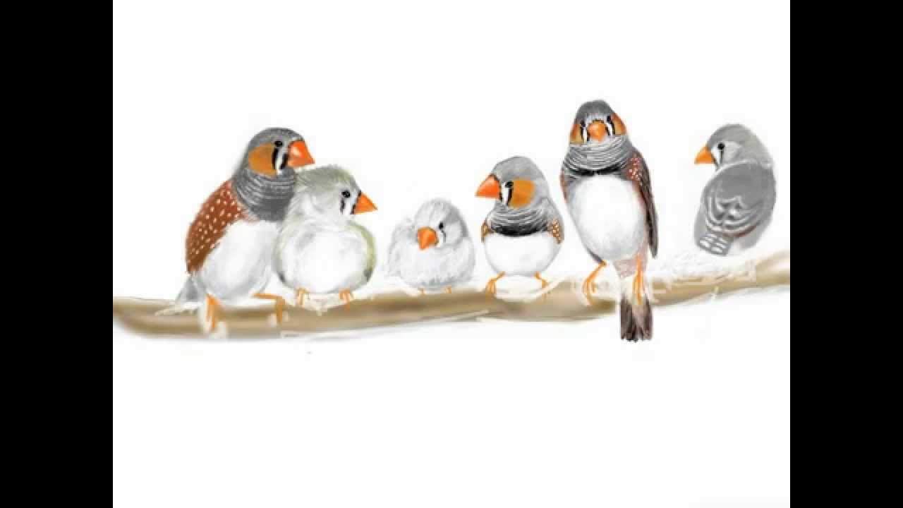 Zebra Finches (Drawing) - YouTube