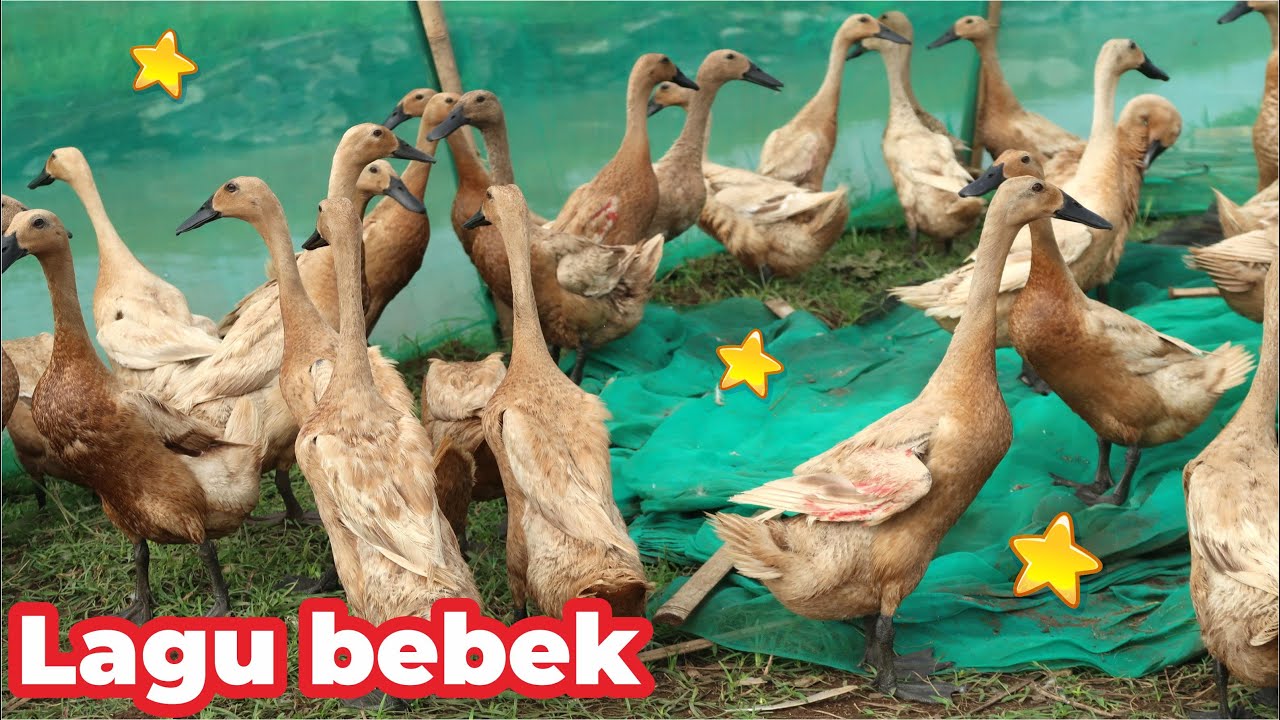 bebek adus kali yang asli , bebek adus kali indonesia , bebek entok ...