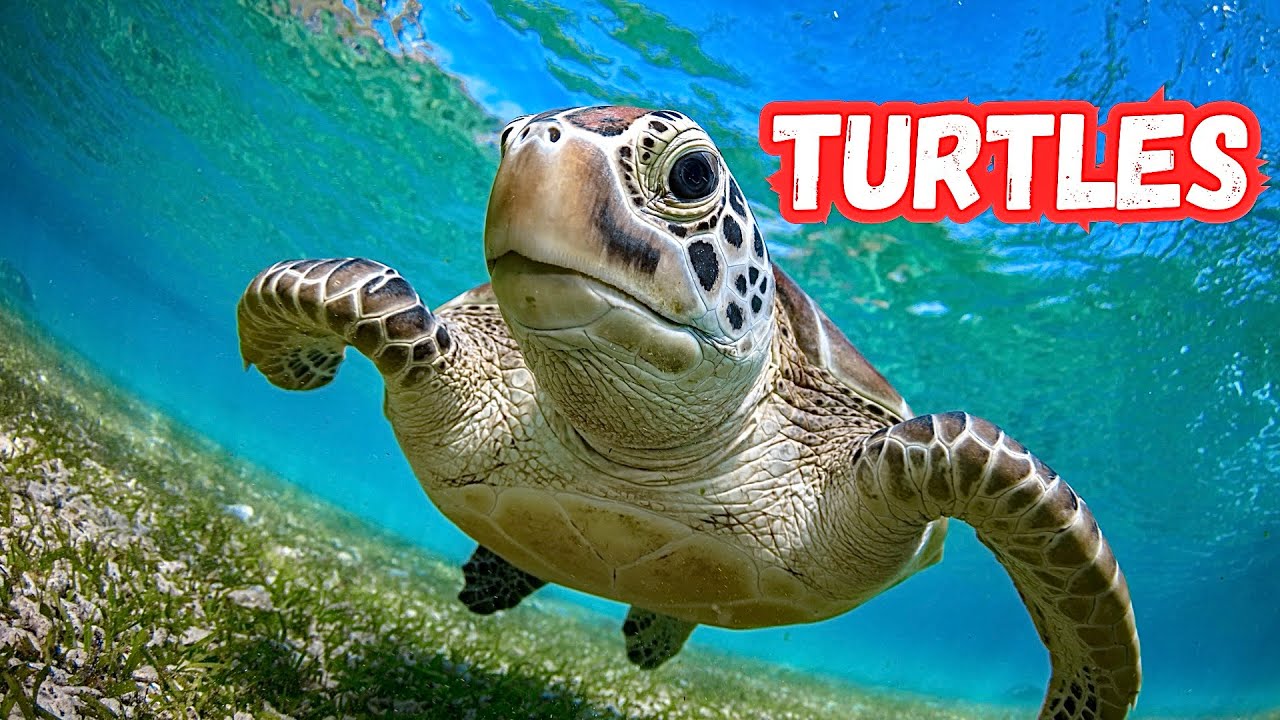 Turtles for Kids | Water Animals Reptiles Learning Video | Turtle Fun ...