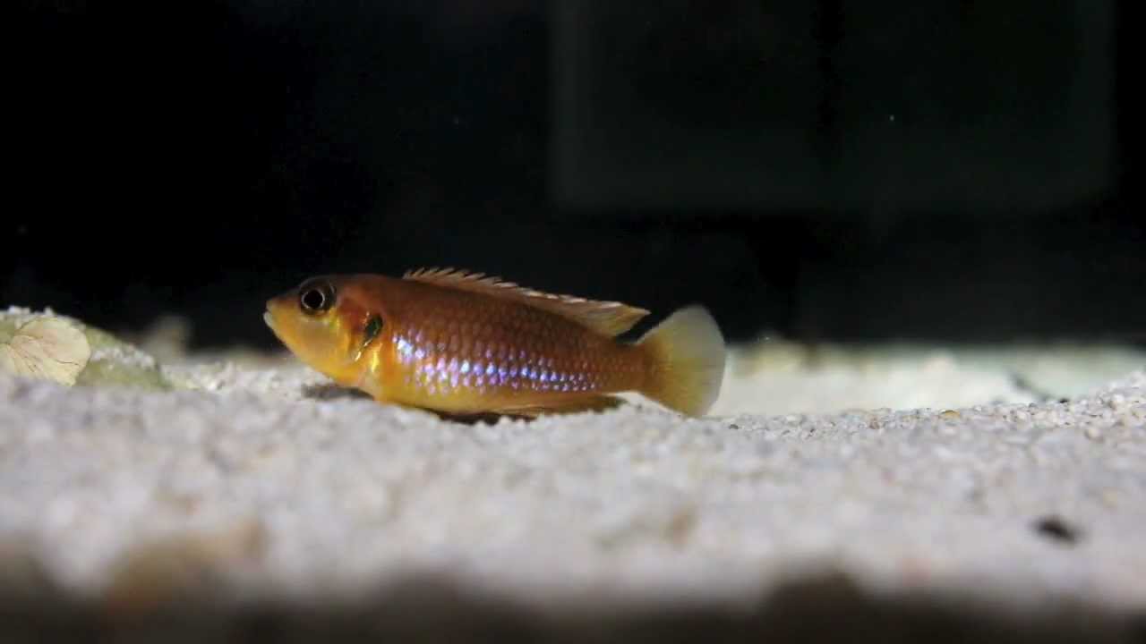 Ocellatus Gold - Tanganyika Cichlids- - YouTube