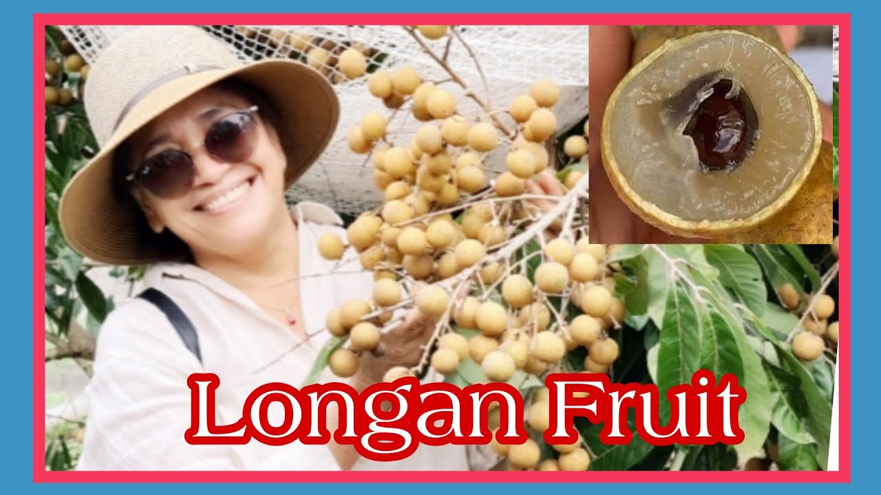 What is the Benefits of Eating Longan? | The Longan Farm | Brisbane ...