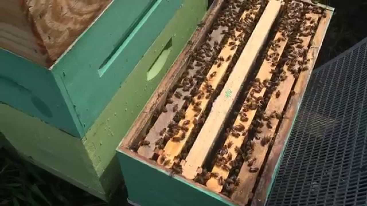 Grafting Queen Bee Process Part 1-1 - YouTube