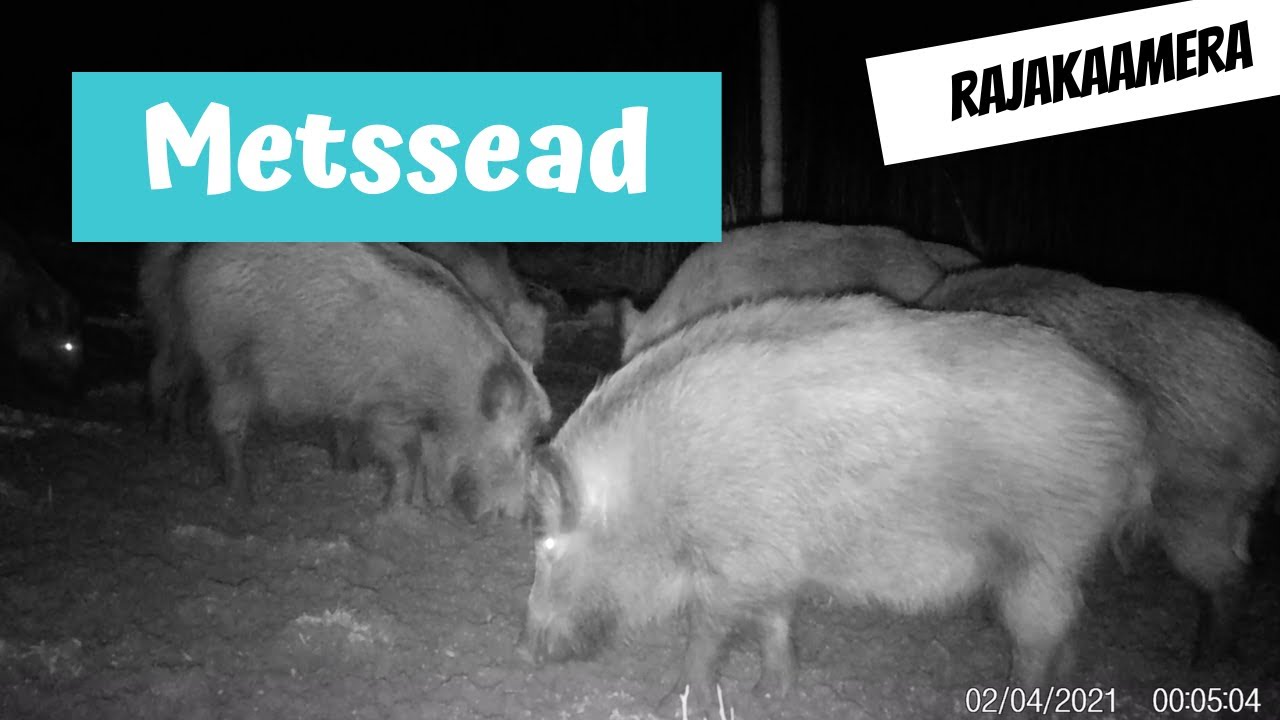Metssiga (Sus scrofa; Wild boar) - YouTube