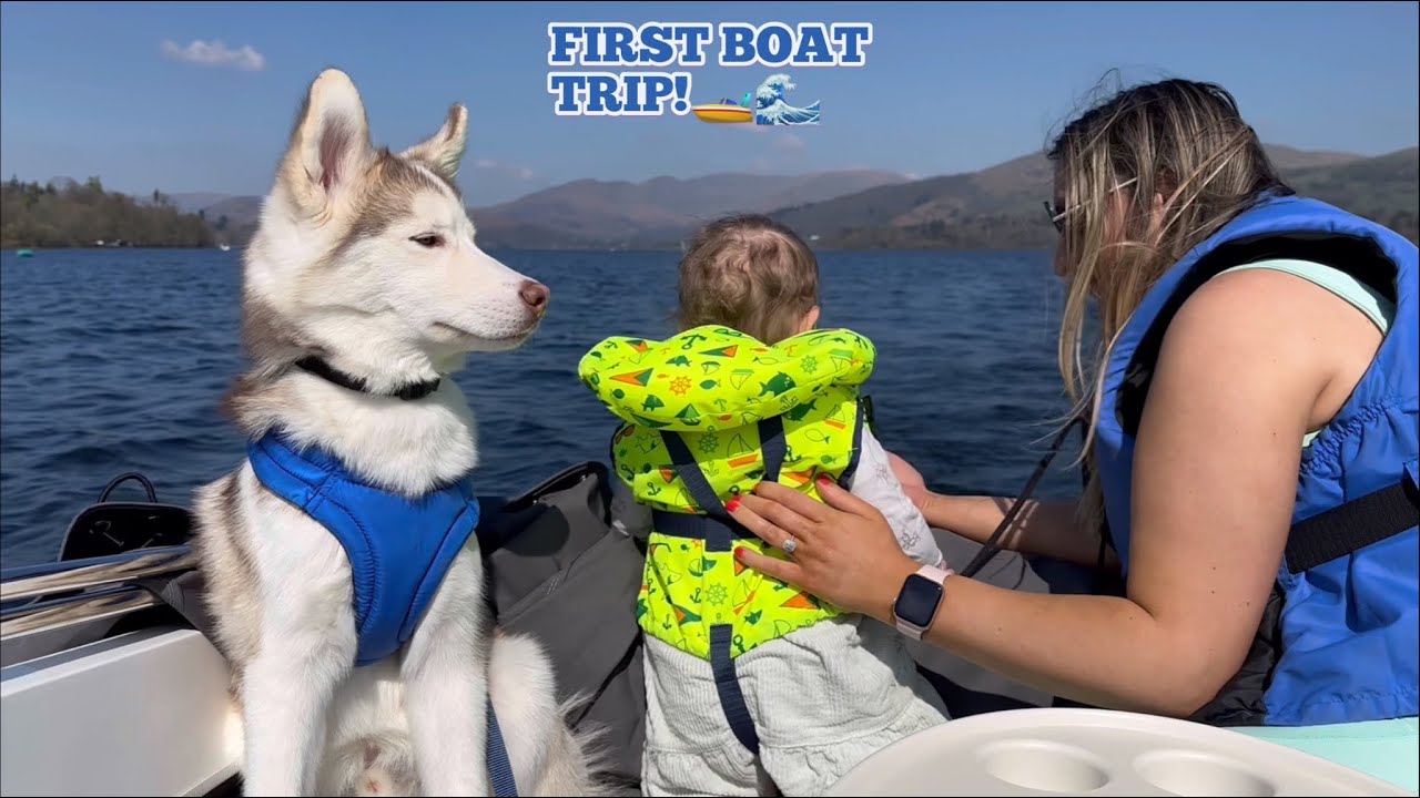 Husky Puppy & Babies First Time EVER On A Boat Trip!🚤💙. [WINDEMERE LAKE ...
