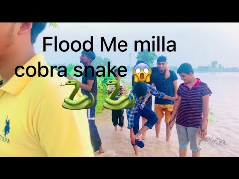 Flood me milla cobra snake 🐍🐍😱😱😱 - YouTube
