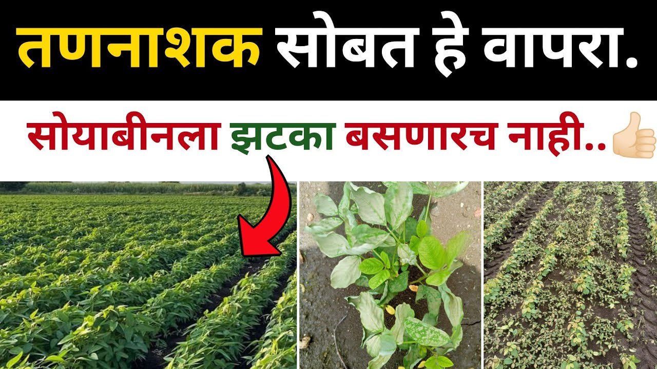 तन नाशक मुळे पिकाला झटका बसला कोणता उपाय करावा | soybean tannashak ...