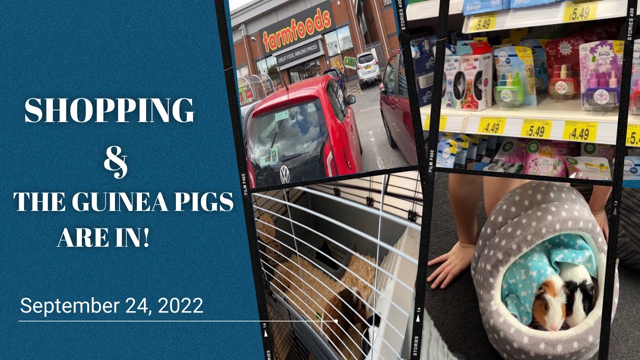 FOOD SHOP & THE GUINEA PIGS ARE IN! #VLOG - YouTube