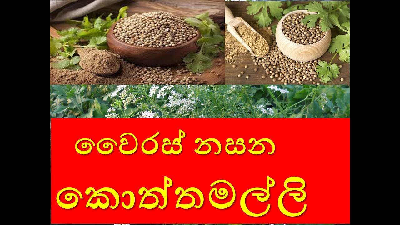 Koththamalli drink | coriander වෛරස් වලින් බේරෙන්න ඉඟුරු කොත්තමල්ලි ...