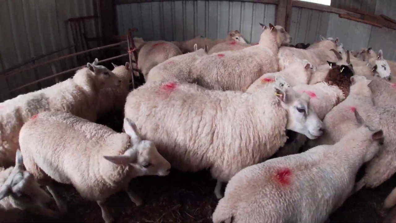 Moving sheep and sorting them - YouTube