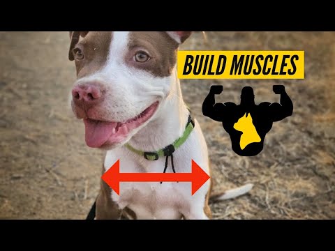 How to build your Dog's MUSCLES!!PITBULL!! - YouTube