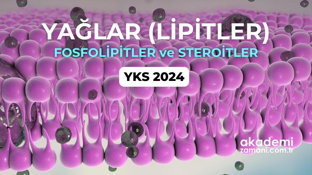 Yağlar (Lipitler) - Fosfolipitler ve Steroitler | TYT Biyoloji ...