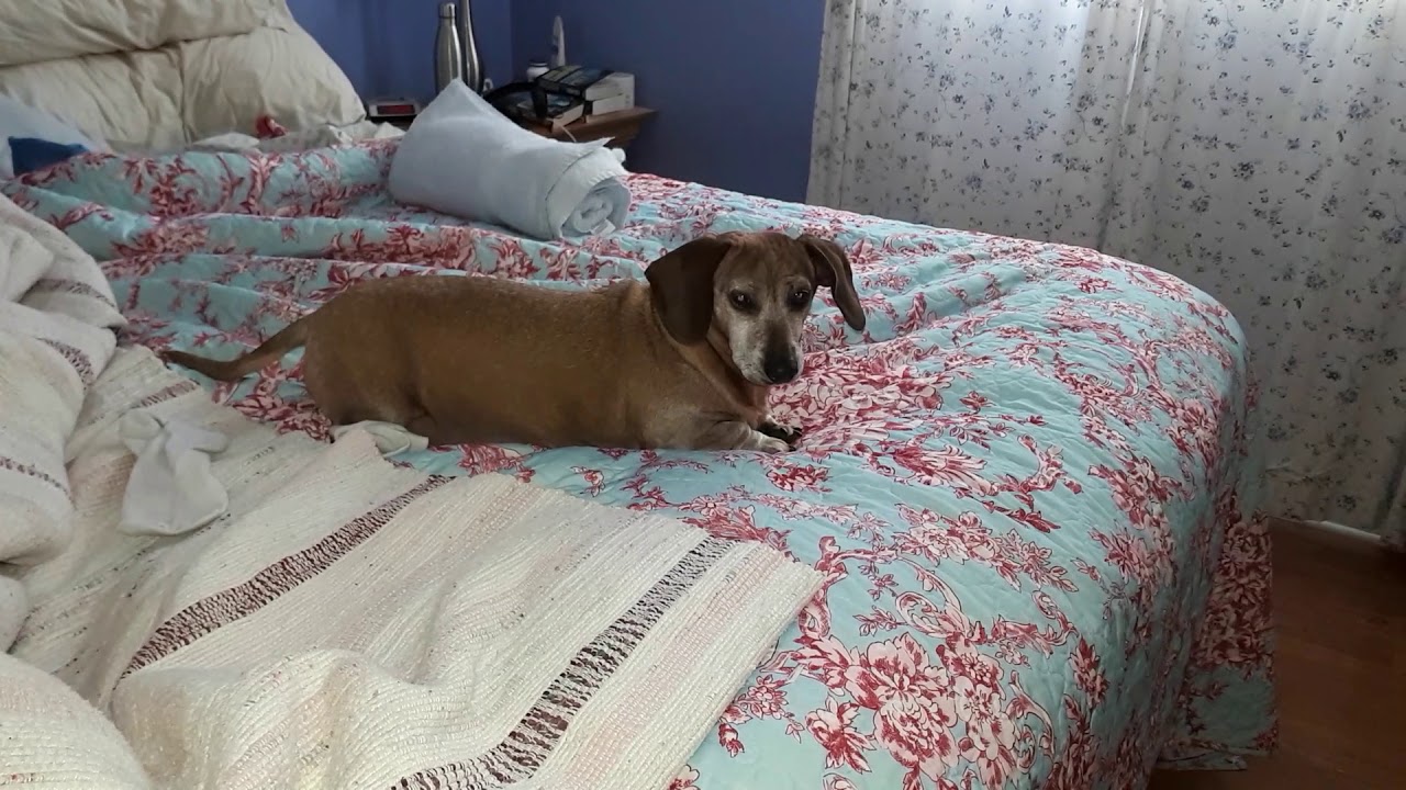 Howling Dachshund - YouTube