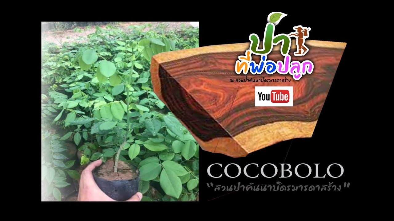 โคโคโบโล่ cocobolo 2019 - YouTube