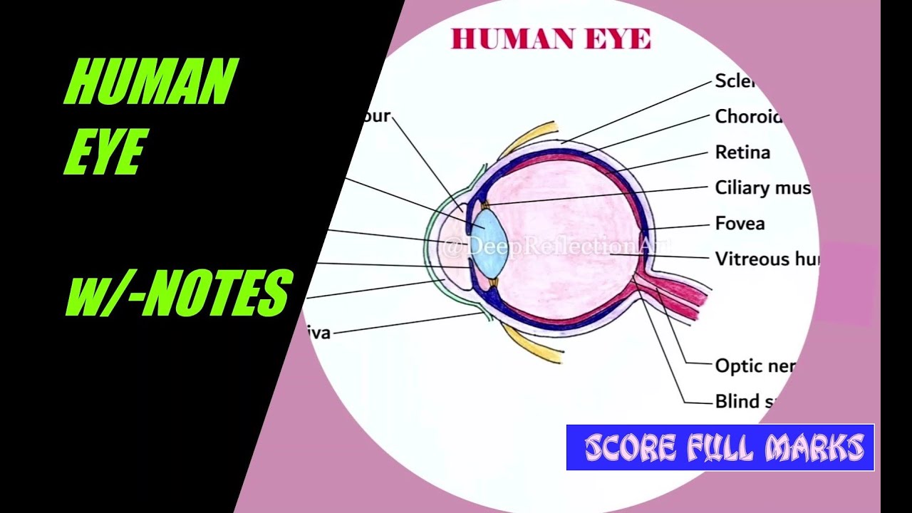 how to draw easy HUMAN EYE / w/-NOTES / IB / CBSE / IGCSE/ All BOARDS ...