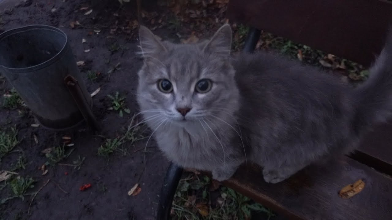 Three cute cats after rain - YouTube