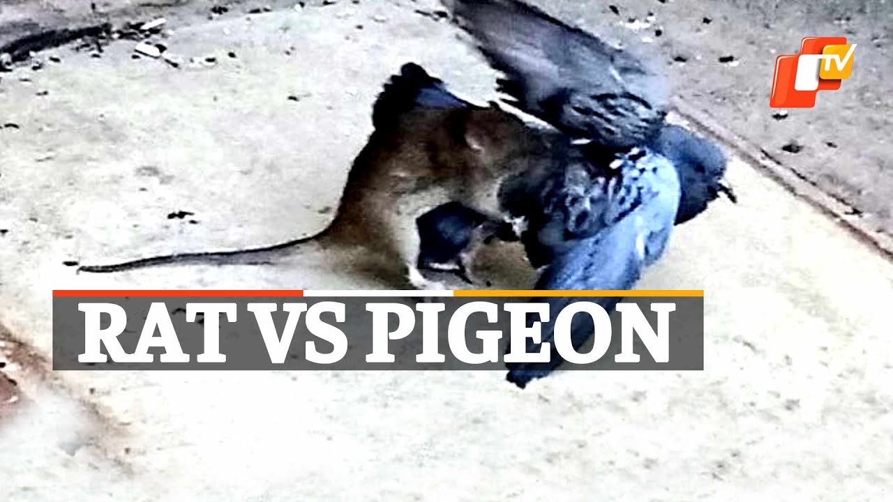 Rat Attacks Pigeon | Know Who Wins The Fierce Fight - YouTube