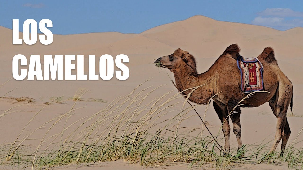 Los Camellos // Aprende los animales - YouTube