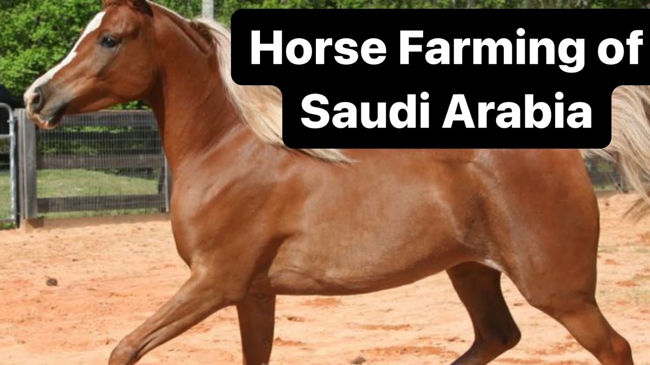 Horse Farming of Saudi Arabia |Arabian Horse | Beautiful Horse Farm ...