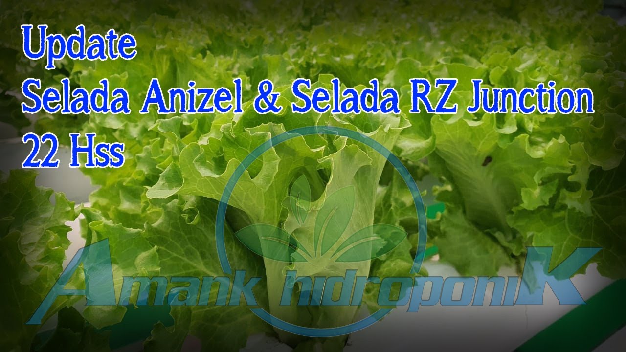 Update selada Anizel dan Rz Junction 22 hss - YouTube