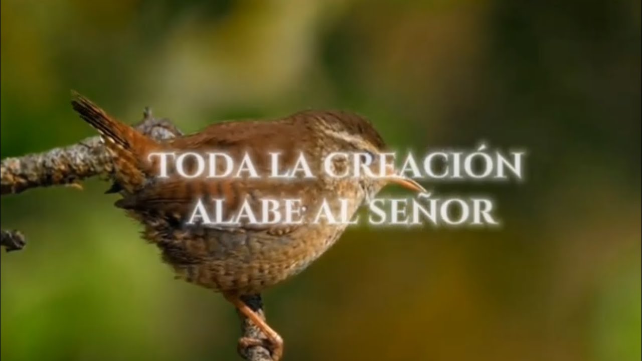 Toda la Creación alabe al Señor - YouTube