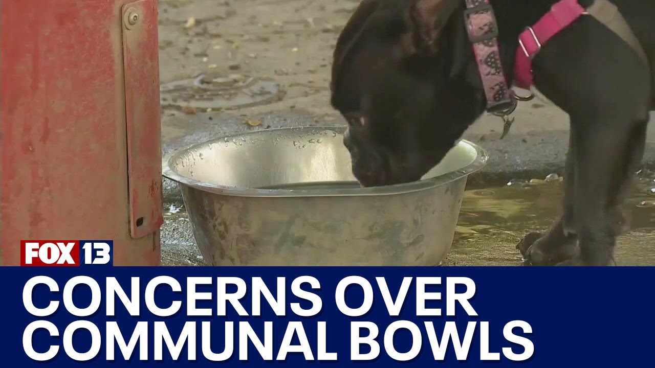 Emerging concern over communal water bowls | FOX 13 Seattle - YouTube