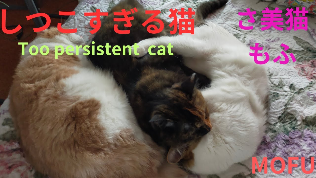しつこすぎる猫。保護サビ猫もふ。Too persistent cat - YouTube