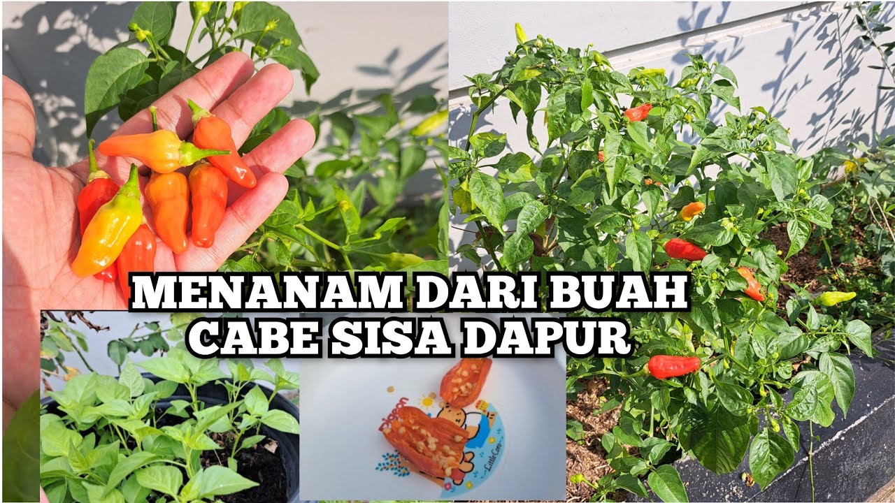CARA TANAM CABE DARI BIJI SISA DAPUR SAMPAI BERBUAH BANYAK - YouTube