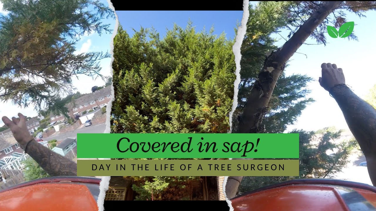Getting covered in tree sap!!! | Day in the life of a tree surgeon ...