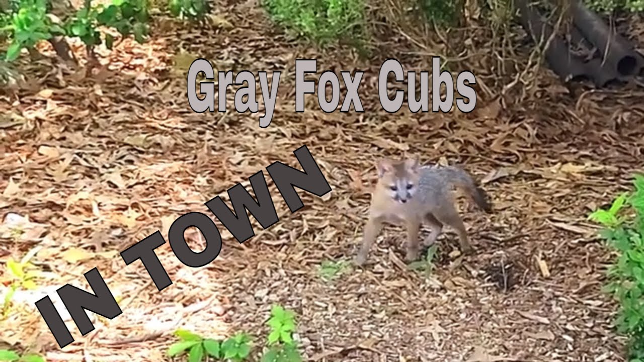 Gray Fox Cubs - YouTube