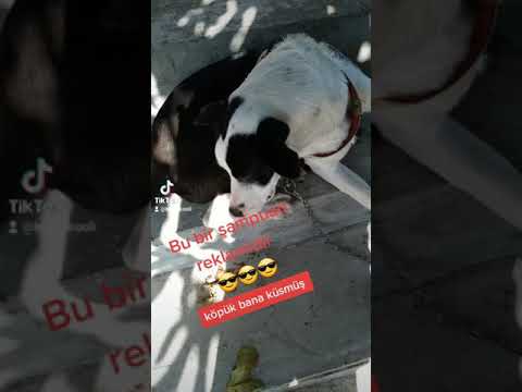 Tiktok videoları pitbull küsmüş bana