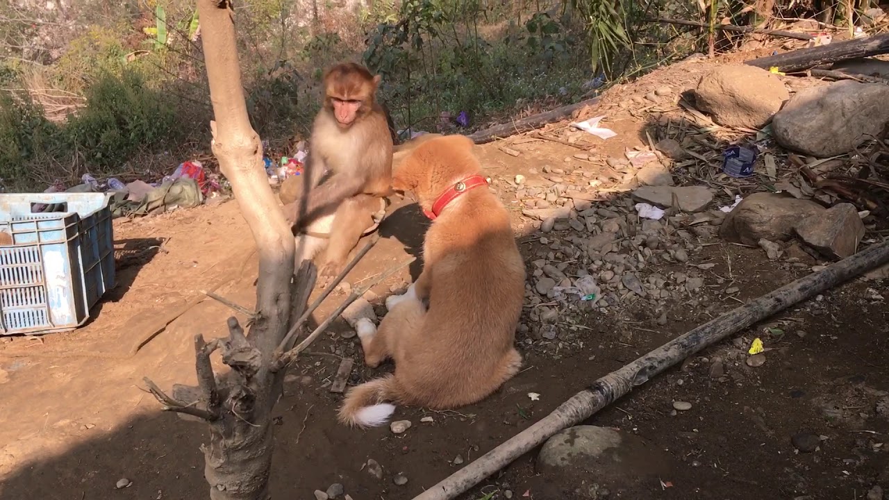 Friendship of dog and monkey 🐒 - YouTube