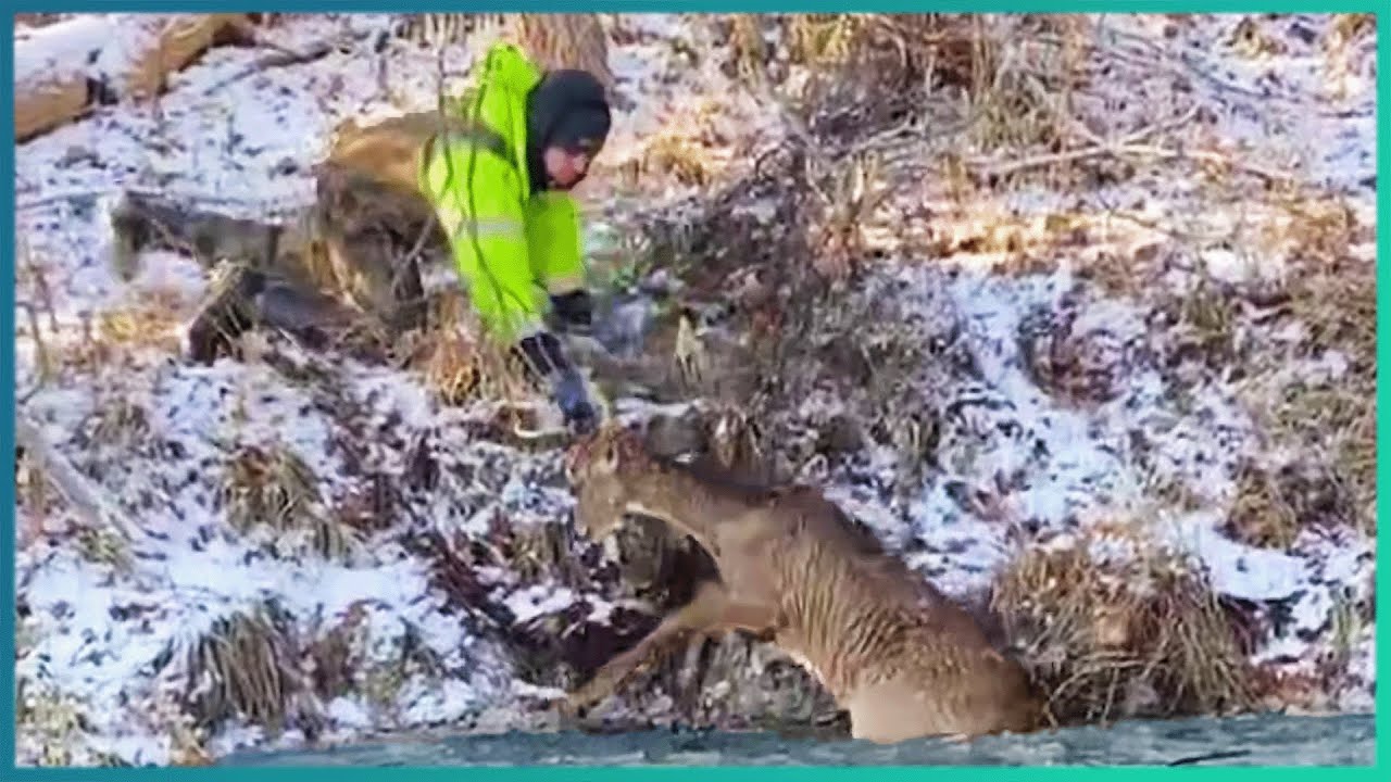 Animals That Asked People for Help & Kindness Ep 32 - YouTube