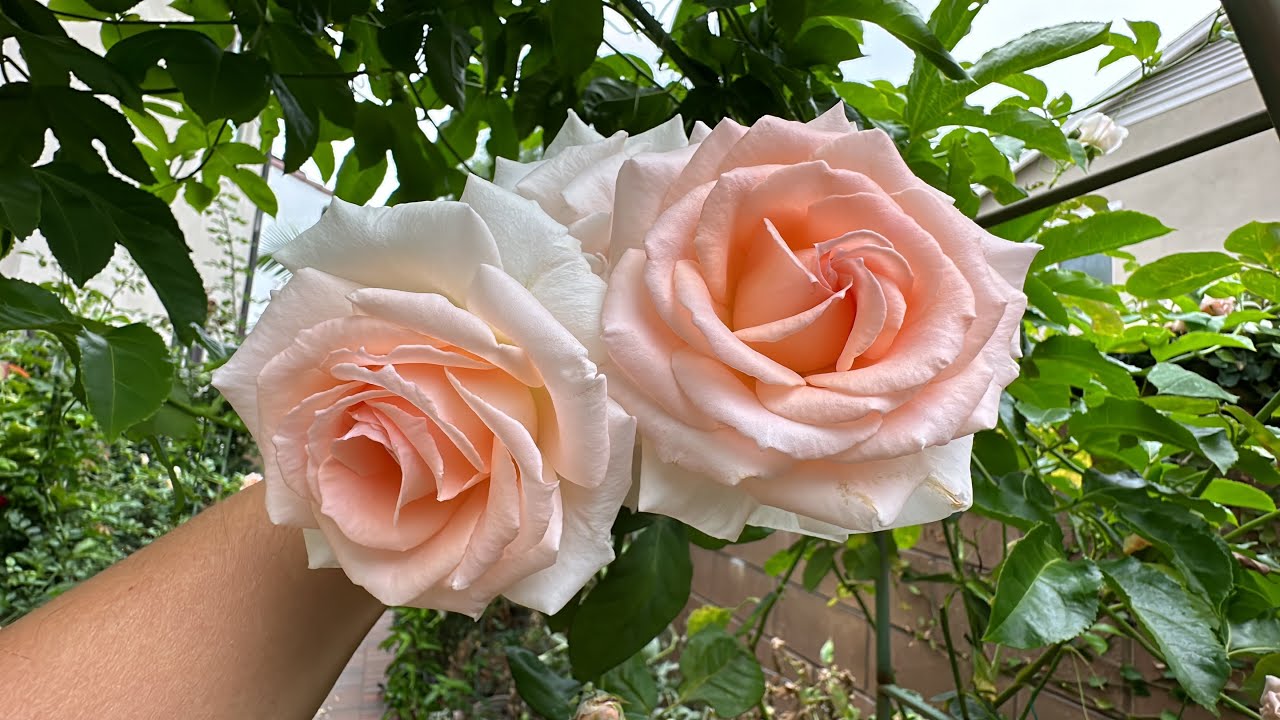 Pink Pearly Gates Rose Review Tour — a Weeks Rose #rose #weeksroses # ...