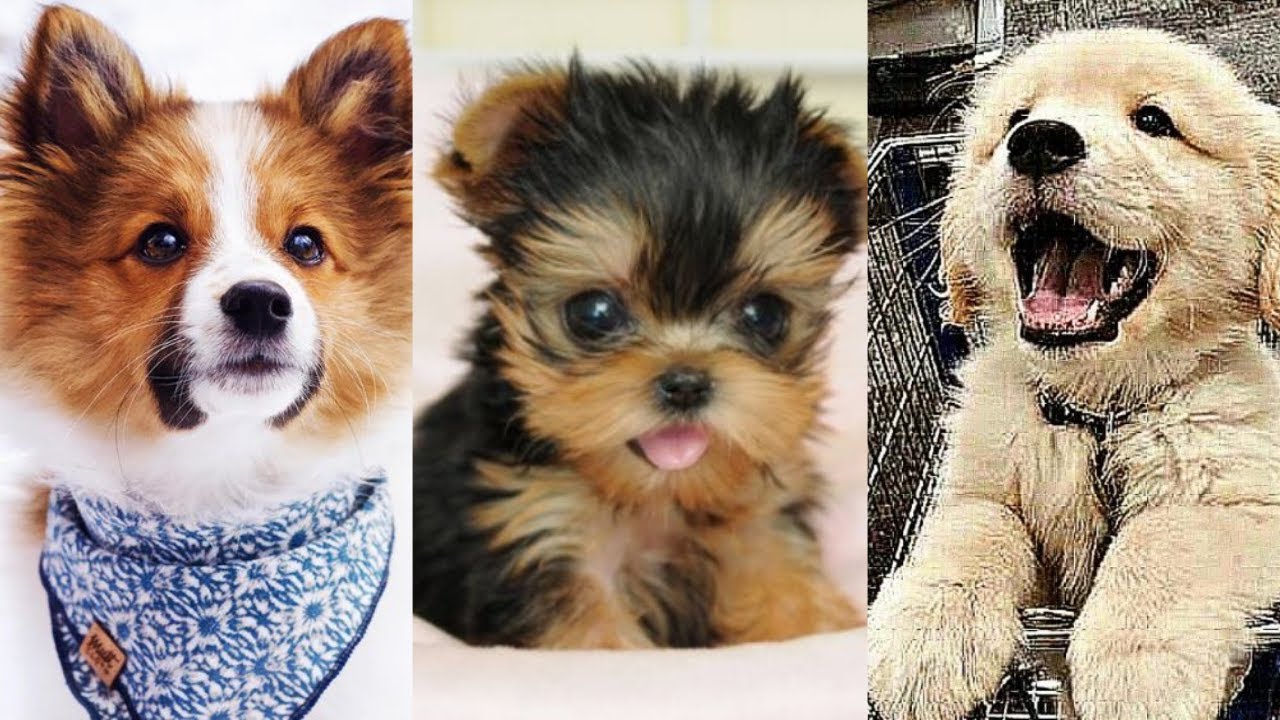 Aww Cute puppies 🐶 #4😻 | Funny Baby Dogs Videos 🤣 | TRY NOT TO LAUGH ...