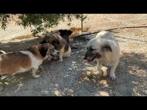 We All Love Lassie! She's About 16 Years Old! - Takis Shelter