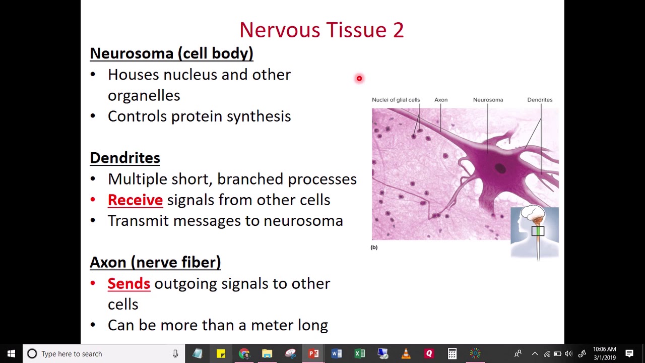Connective, Nervous, and Muscular Tissues Part 2 of 2 - YouTube