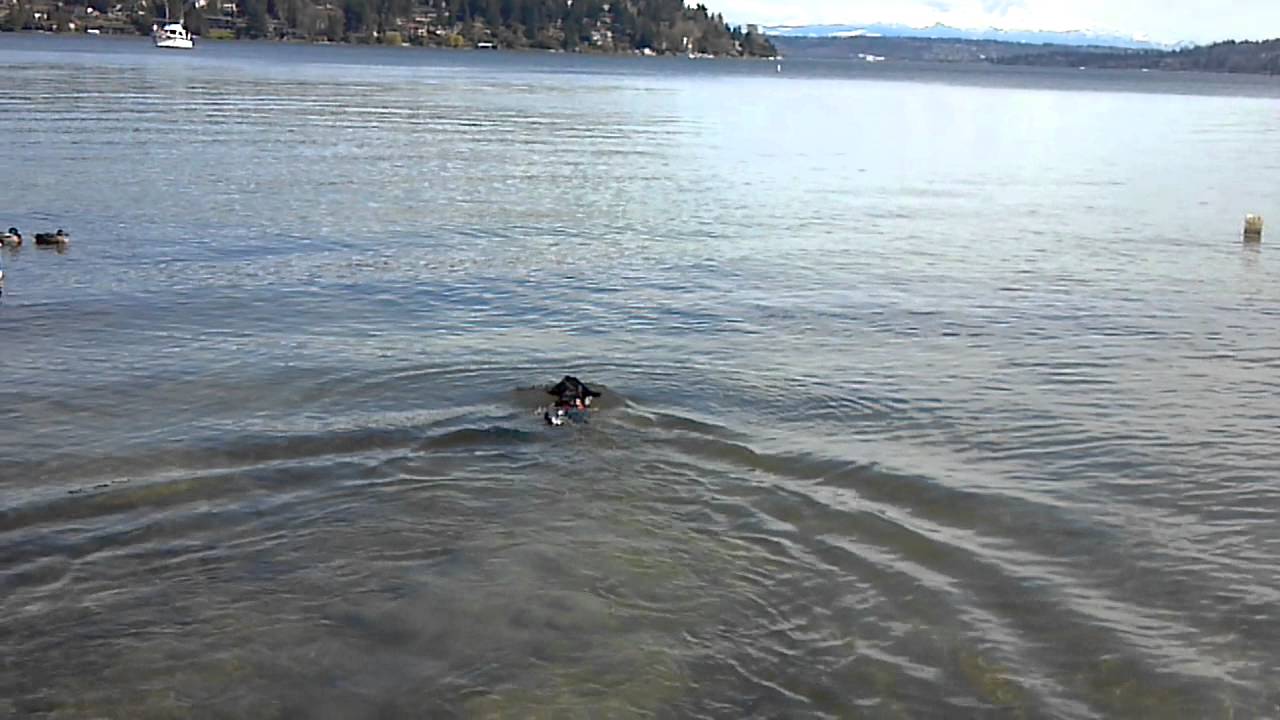 Astrid's first swim. - YouTube