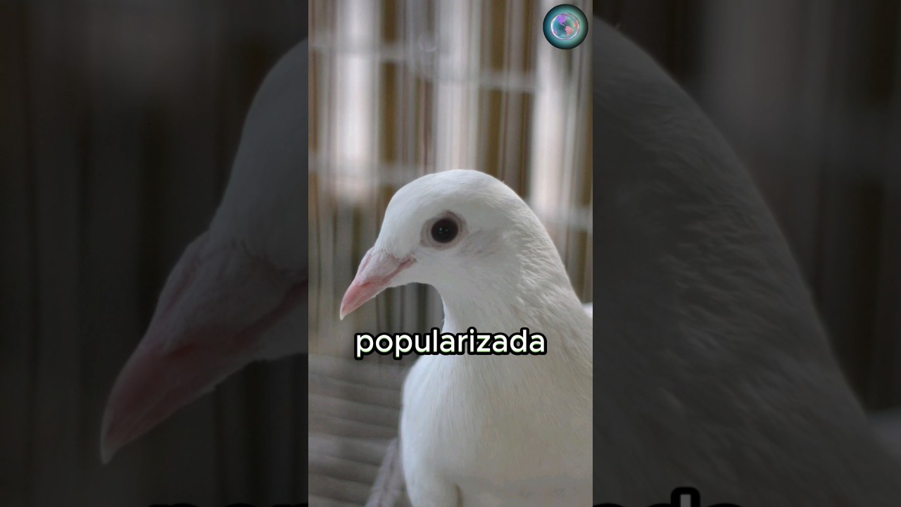 O que você não sabia sobre a pomba - YouTube