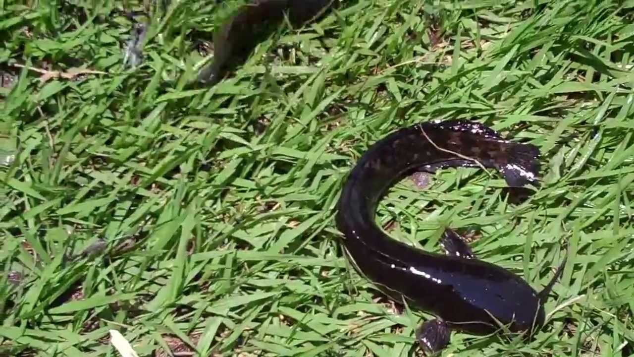 Basankusu: Catfish walking on the grass - YouTube